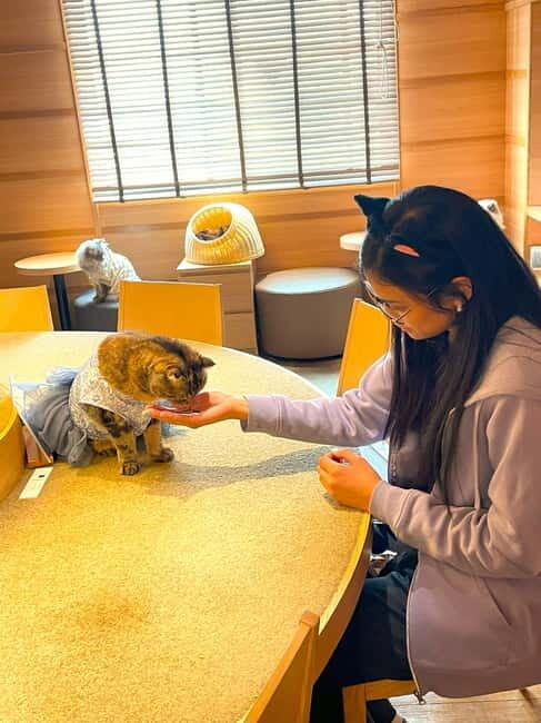 Tokyo: Gotokuji Cat Temple, Shinjuku Cat Cafe & 3D Cat Tour - Exploring the Heart of Tokyo’s Cat Scene