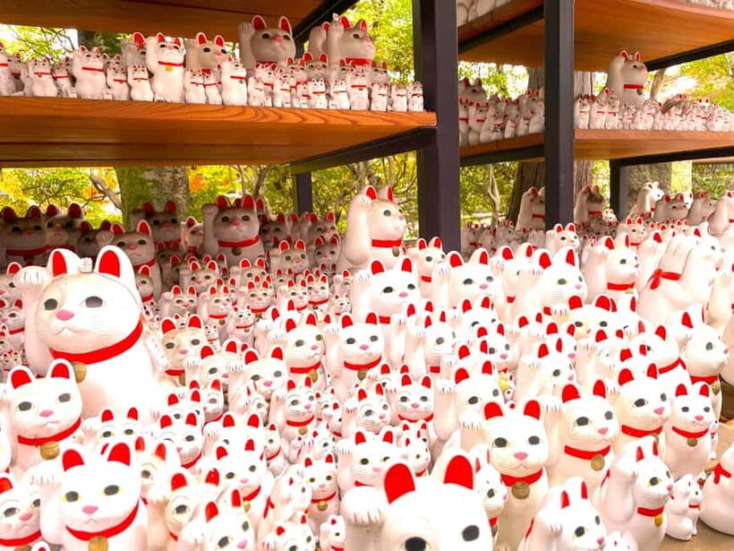 Tokyo: Gotokuji Lucky Cat Temple & Harajuku Shibuya Cat Café - Why Choose This Tour?