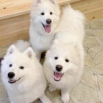 Tokyo Harajuku30-Minute Samoyed Interaction Experience - Authenticity and Genuine Value