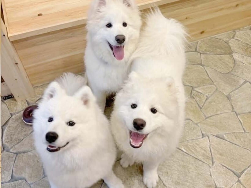 Tokyo Harajuku30-Minute Samoyed Interaction Experience - Authenticity and Genuine Value