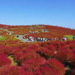 Tokyo: Hitachi Seaside Park & Aquaworld Oarai Aquarium Tour - The Logistics: Comfort and Convenience