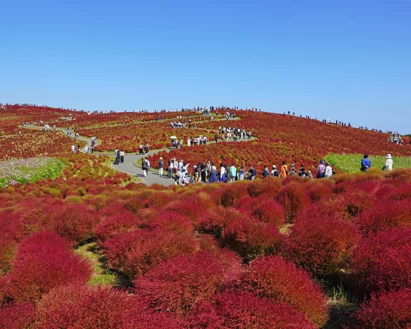 Tokyo: Hitachi Seaside Park & Aquaworld Oarai Aquarium Tour - The Logistics: Comfort and Convenience