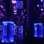 Tokyo : Night E-Bike Tour with Tokyo Tower and Dolphin Show - FAQs