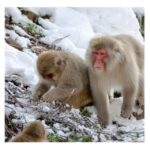 Tokyo: Snow Monkey & Nagano Customiseable Private Day Tour - Analyzing the Value