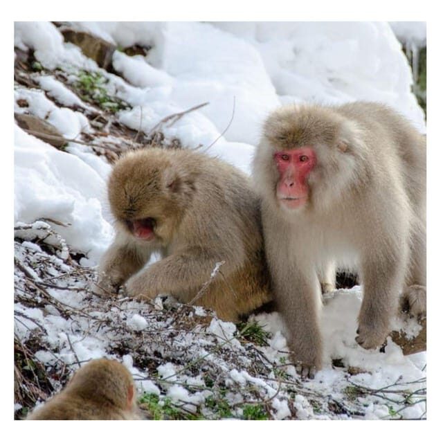 Tokyo: Snow Monkey & Nagano Customiseable Private Day Tour - Analyzing the Value