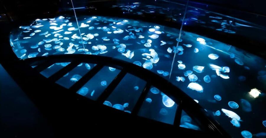 Tokyo: Sumida Aquarium Entry Ticket - Analyzing the Value: Is It Worth It?