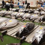 Tokyo: Toyosu Tuna Auction+Seafood Breakfast/Tsukiji Stroll - Starting Early for a Unique View