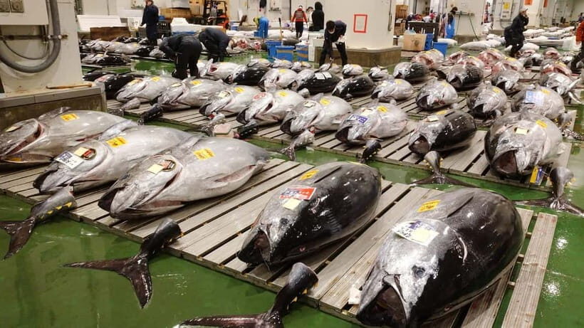 Tokyo: Toyosu Tuna Auction+Seafood Breakfast/Tsukiji Stroll - Starting Early for a Unique View