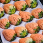 Tokyo : Tsukiji Fish Market Food Walking & Shrine Visit Tour - Who Will Love This Tour?