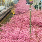 Tokyo:Izu Penisula Train Mt Omuro, Capybara Sightseeing Trip - Practical Details and What to Keep in Mind
