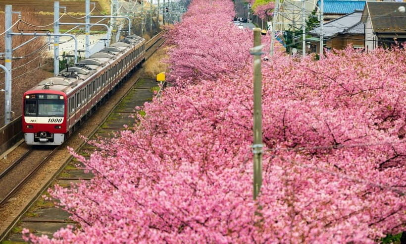 Tokyo:Izu Penisula Train Mt Omuro, Capybara Sightseeing Trip - Practical Details and What to Keep in Mind