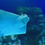 Tomb of the Pharaohs and Cairns Aquarium Combo - The Itinerary in Detail