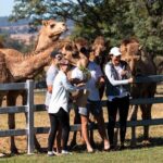 Tour, Taste & Camel Encounter - Who Should Book This Tour?