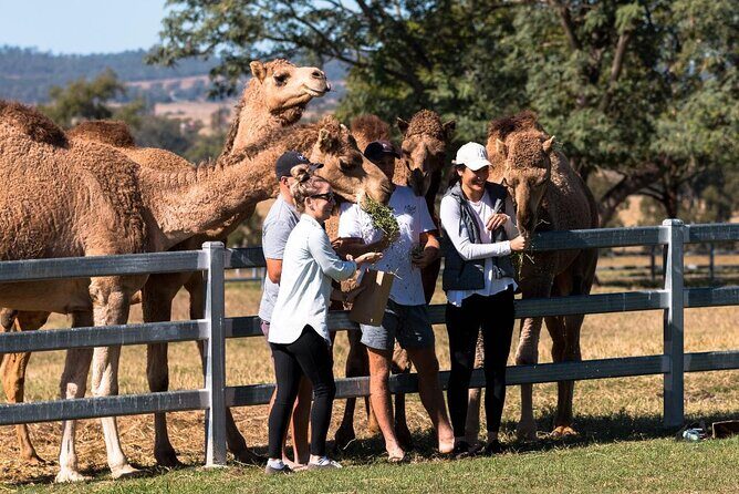Tour, Taste & Camel Encounter - Who Should Book This Tour?