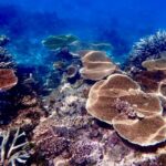 Townsville & Magnetic Island: MOUA & Great Barrier Reef Trip - The Marine Environment and Conservation Focus