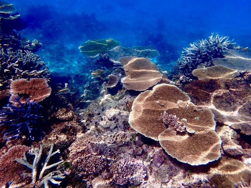 Townsville & Magnetic Island: MOUA & Great Barrier Reef Trip - The Marine Environment and Conservation Focus