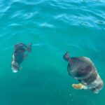 Townsville: Magnetic Island Snorkeling by Jet Ski - The Practical Side: What You Need to Know