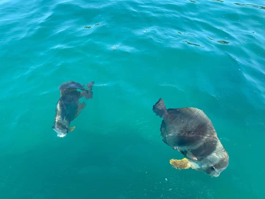 Townsville: Magnetic Island Snorkeling by Jet Ski - The Practical Side: What You Need to Know