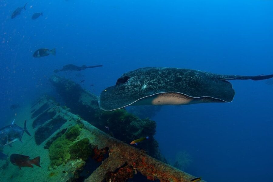 Townsville or Magnetic Island: Yongala Wreck Dive Day Trip - What Makes This Dive Trip Stand Out?