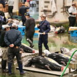 Toyosu market; Tuna Auction morning tour - The Experience’s Strengths and What Travelers Say