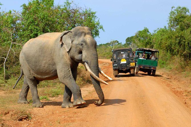 Travel to Ella from Galle with Udawalawe national park safari on the way - What Travelers Are Saying