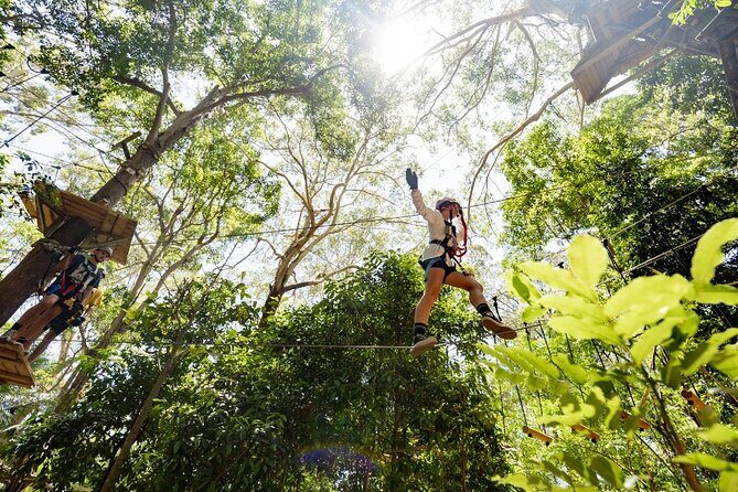 TreeTop Challenge Currumbin Wildlife Park - The Full Experience: What to Expect from the TreeTop Challenge