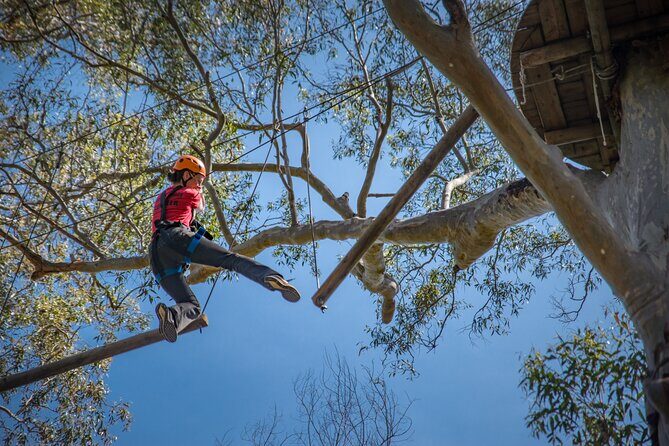 Treetops Adventure Newcastle with Tree Ropes Course - Considerations and Tips