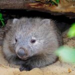 Triabunna: Maria Island and Ile Des Phoques Day Trip by Boat - Exploring Maria Island