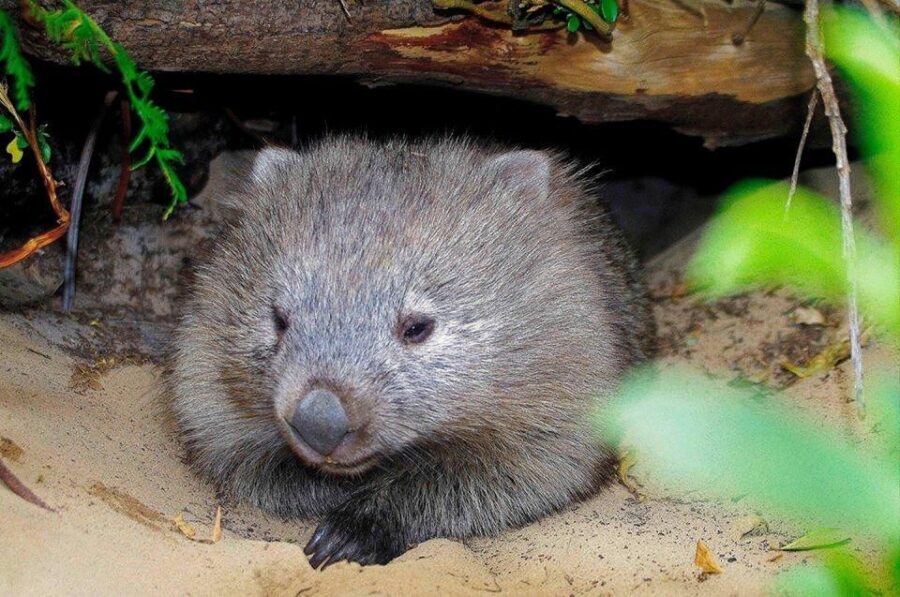 Triabunna: Maria Island and Ile Des Phoques Day Trip by Boat - Exploring Maria Island