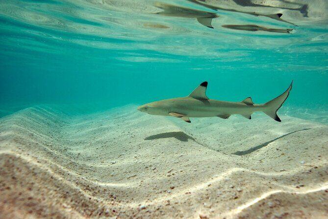 Trinco Tour A - Snorkeling & Island Hopping tour - What’s Included and What to Keep in Mind