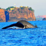 Trincomalee: Dolphin & Whale Watching Boat Tour - Who Will Appreciate This Tour?