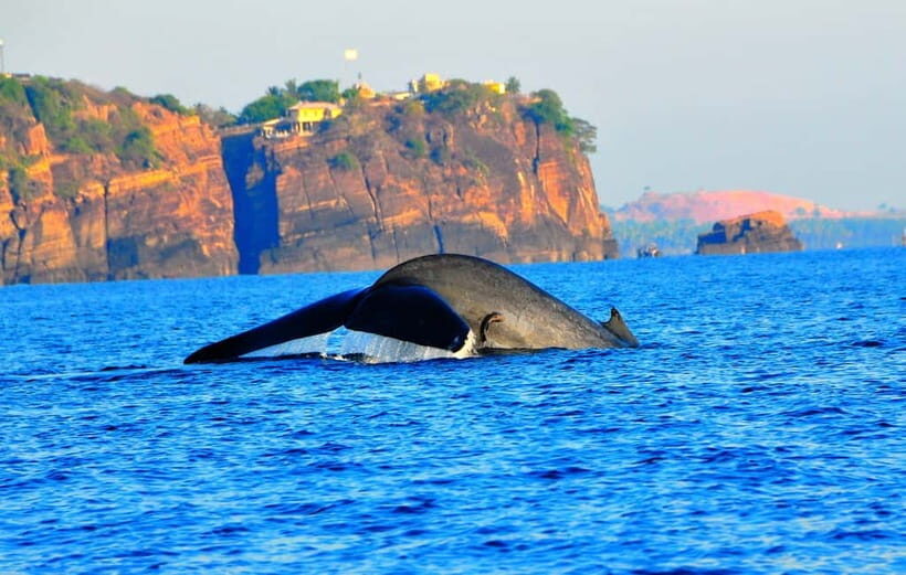 Trincomalee: Dolphin & Whale Watching Boat Tour - Who Will Appreciate This Tour?