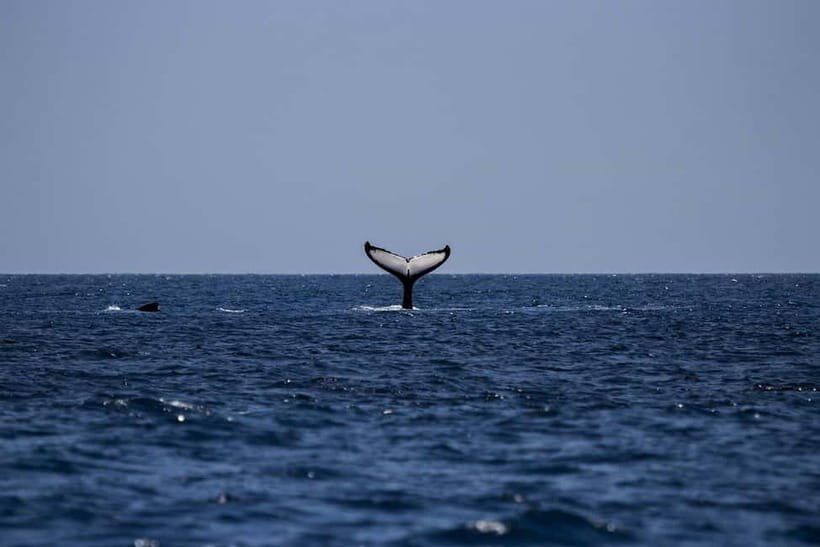 Trincomalee: Luxury Sailing Boat Dolphin and Whale Watching - A Day Out on the Water – What to Expect
