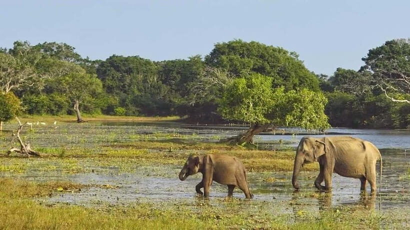 Trincomalee: Minneriya Safari & Sigiriya/Dambulla Transfer - Final Thoughts