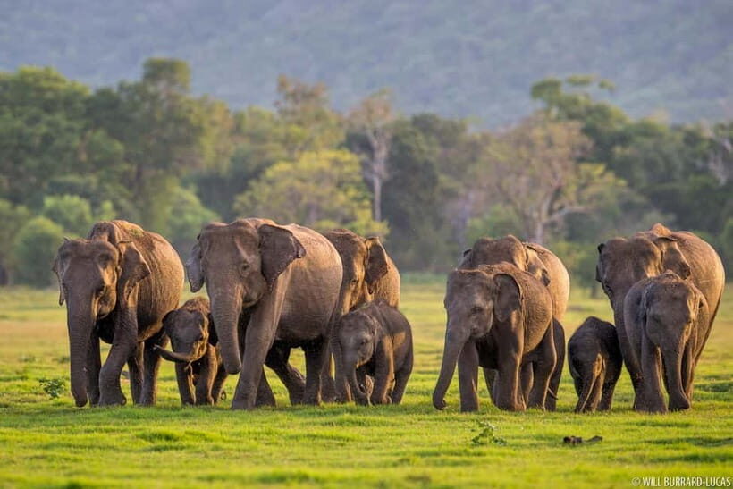 Trincomalee to Sigiriya:Rural Village Tour & Elephant Safari - Detailed Breakdown of the Tour Experience
