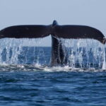 Trincomalee: Whale & Dolphin Safari Tour with Expert Guides - The Sum Up