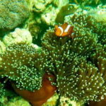 Tropical Escape: South East Lombok Beach & Snorkeling - What’s Included and What’s Not
