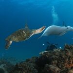 Try Scuba Diving at Cook Island  Guided Ocean Dive with Turtles - The Realities and Considerations