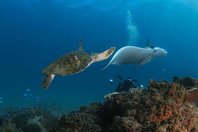 Try Scuba Diving at Cook Island  Guided Ocean Dive with Turtles - The Realities and Considerations