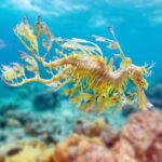 Try Scuba Diving in Racha Yai/noi: 2 Dives for Non-Certified - The Experience in Detail