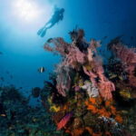 Tulamben: Underwater Paradise Scuba Diving Experience - What to Expect: A Day of Underwater Wonder