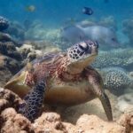 Turtle Tour - Ningaloo Reef Half Day Sea Kayak and Snorkel Tour - The Value of the Tour