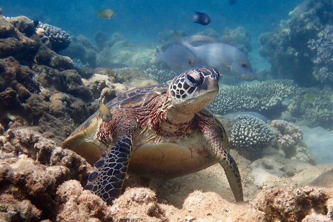 Turtle Tour - Ningaloo Reef Half Day Sea Kayak and Snorkel Tour - The Value of the Tour