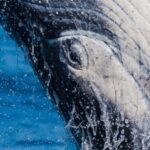 Tweed Heads: Whale Watching Boat Tour - The Sum Up: Is It Worth It?