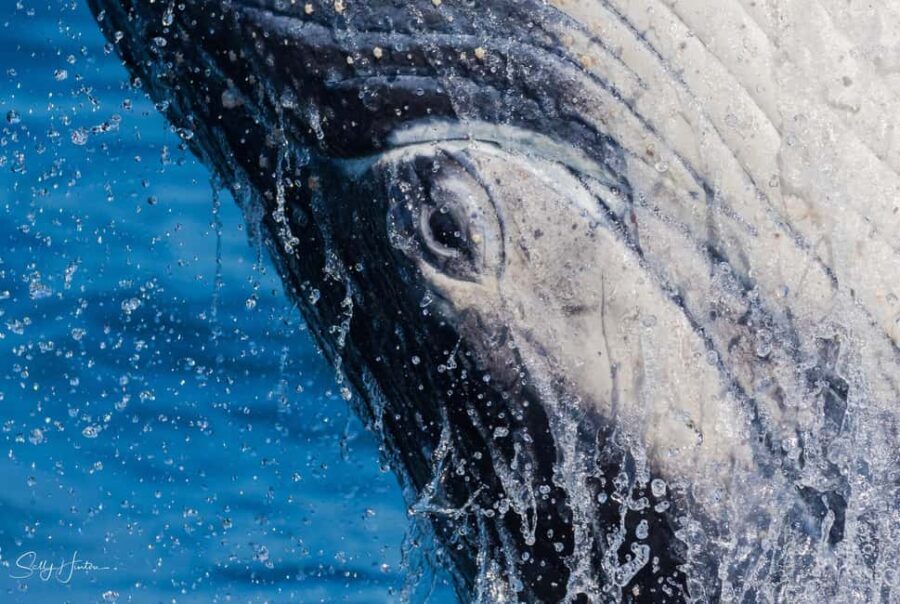 Tweed Heads: Whale Watching Boat Tour - The Sum Up: Is It Worth It?