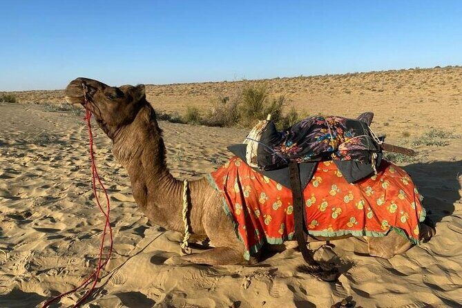 Two-Night Camel Safari and Desert Camping - The Value of This Experience