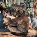 Tynong/Melbourne: Gumbuya World Theme Park Entry Ticket - A Detailed Breakdown: Why the Attractions Matter