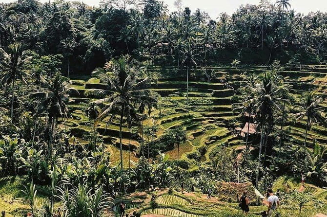 Ubud In On Day - What You Get and What You Don’t
