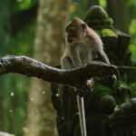 Ubud, Monkey forest, Riceterace Waterfall, Purification - A Closer Look at the Itinerary