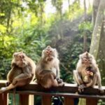 Ubud: Monkey Forest Sanctuary & Jungle Swing Tour - Who Should Consider This Tour?